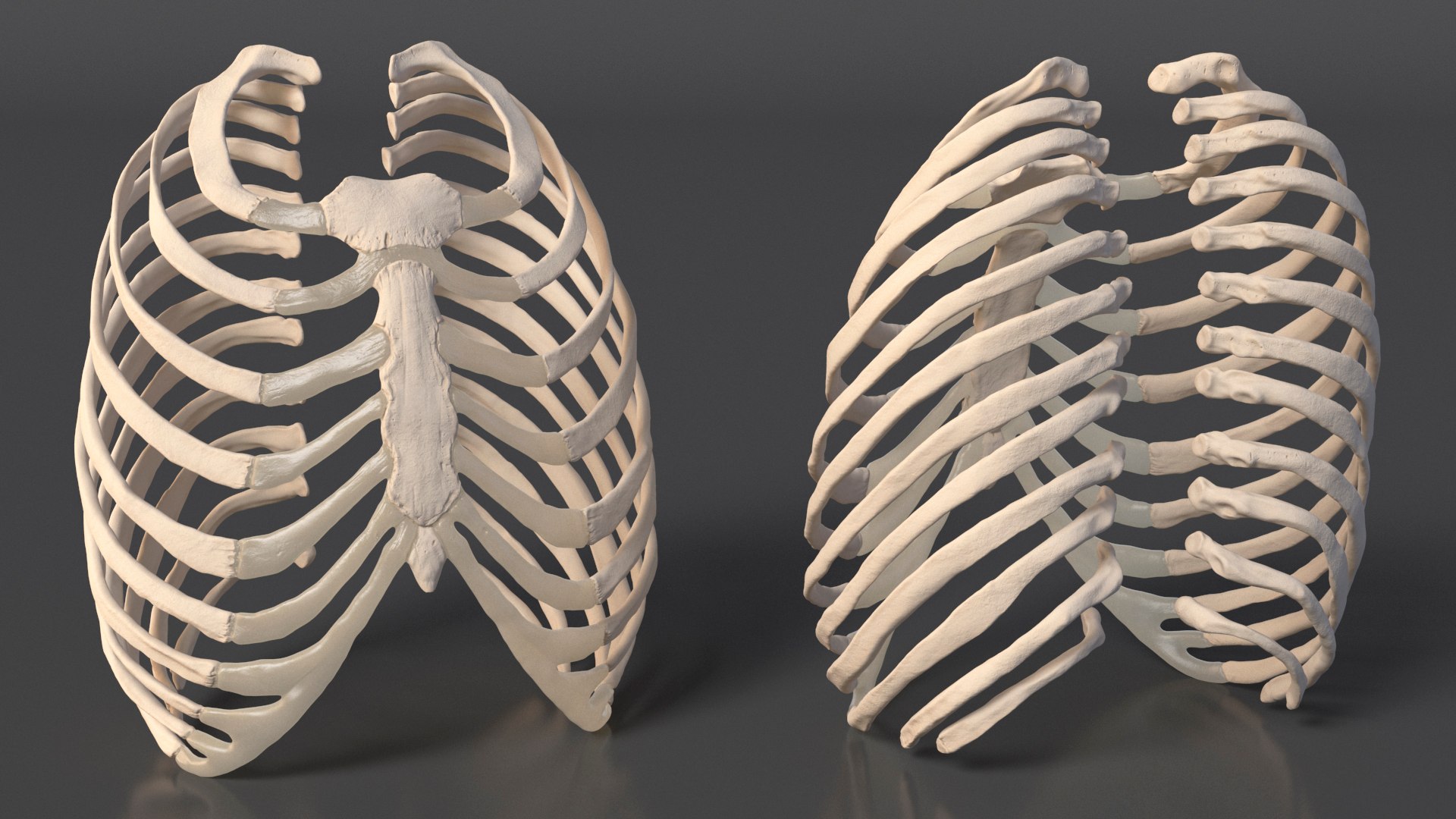 Human Female Rib Cage Anatomy 3D - TurboSquid 2390656