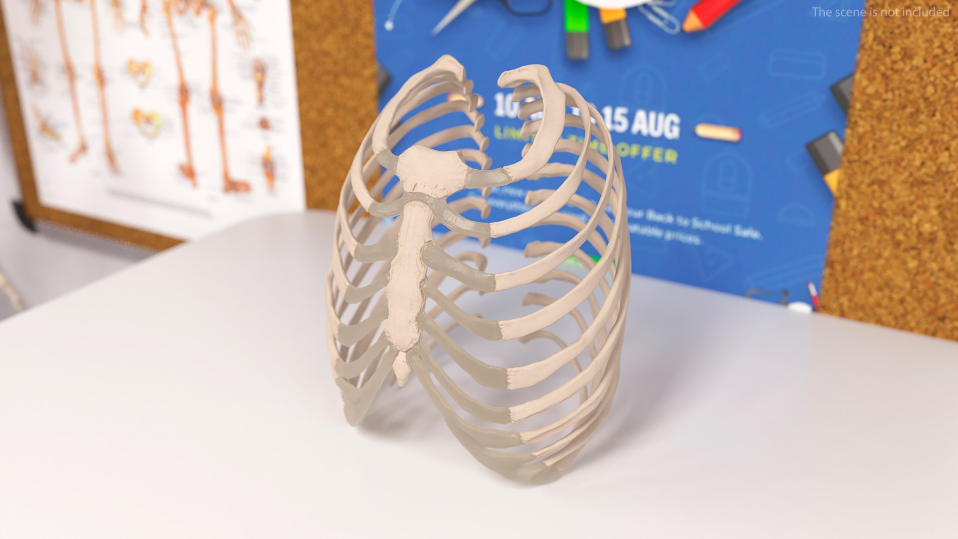 Human Female Rib Cage Anatomy 3D - TurboSquid 2390656