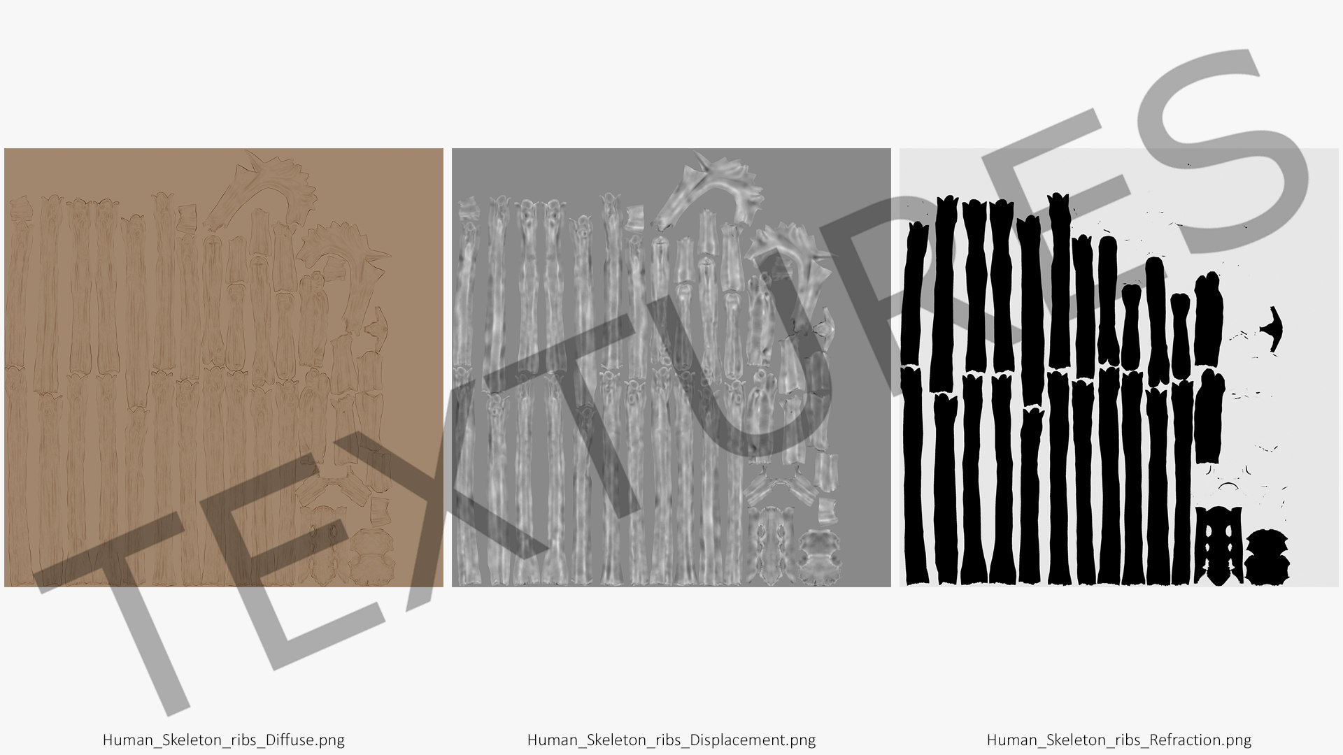 Human Female Rib Cage Anatomy 3D - TurboSquid 2390656