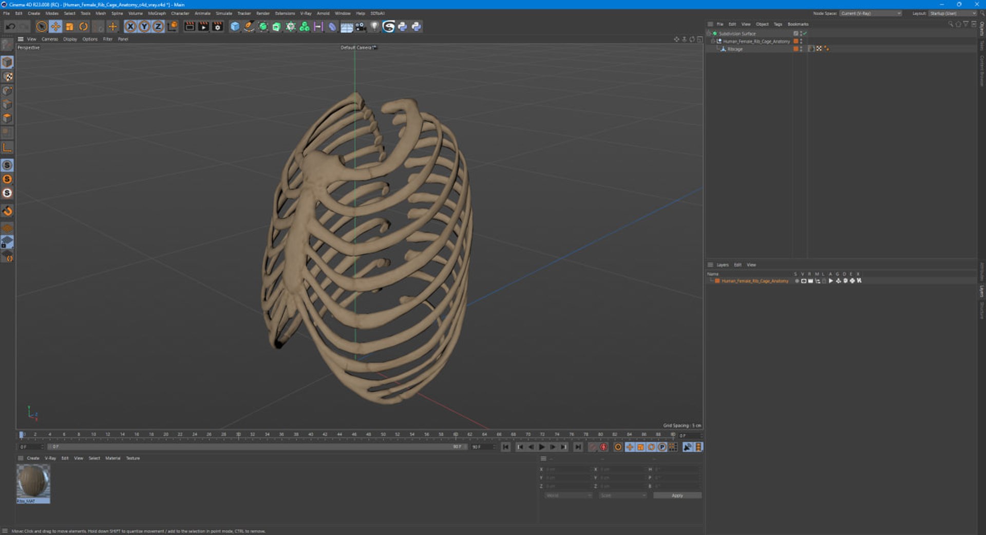 Human Female Rib Cage Anatomy 3D - TurboSquid 2390656