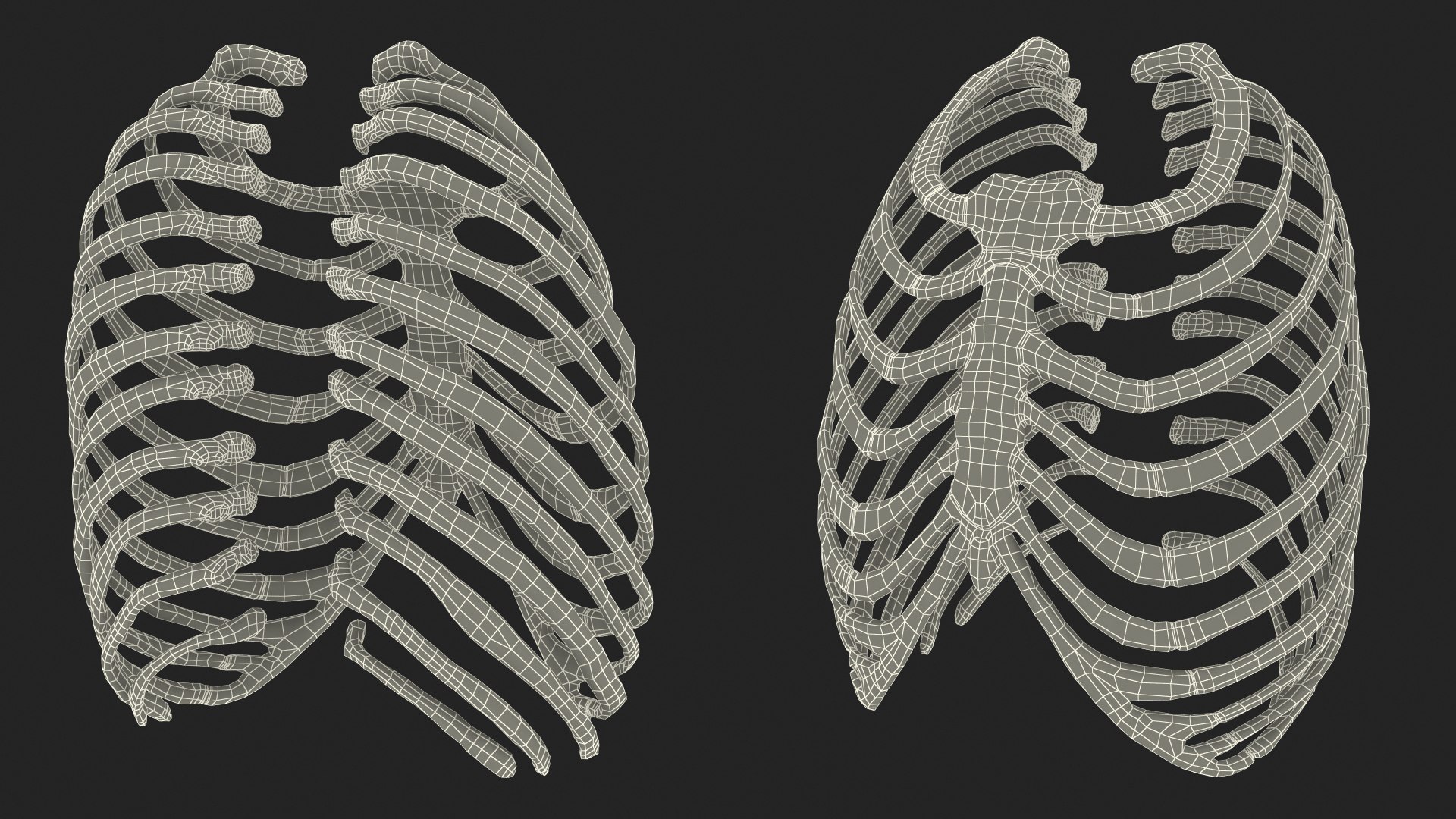 Human Female Rib Cage Anatomy 3D - TurboSquid 2390656