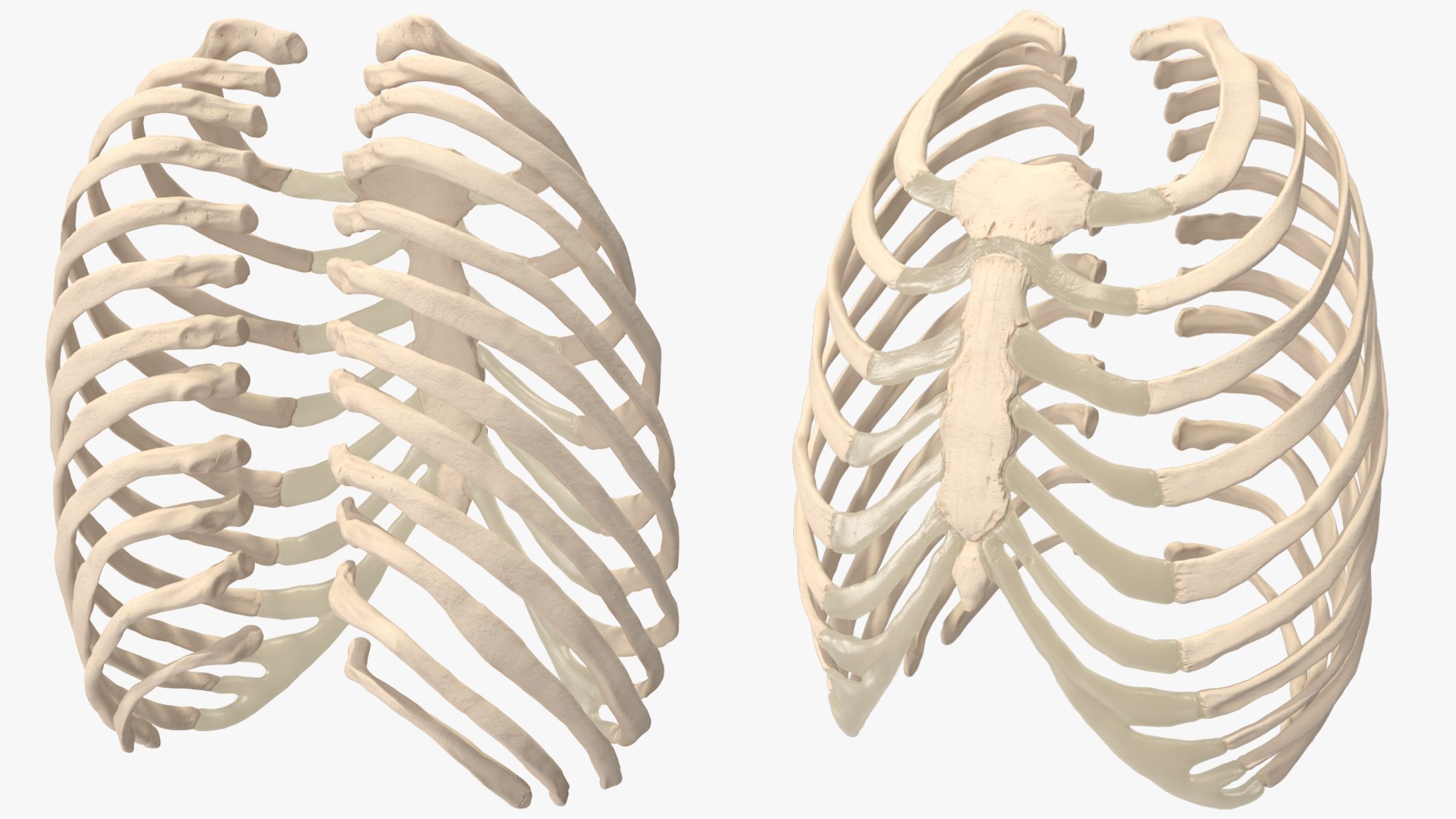 Human Female Rib Cage Anatomy 3D - TurboSquid 2390656