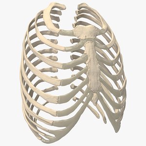 3D Rib Cage Models - Browse & Download Formats - TurboSquid