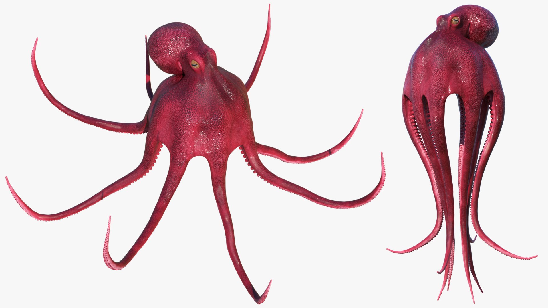 Octopus Vulgaris Rigged For Blender 3D Model - TurboSquid 2519954