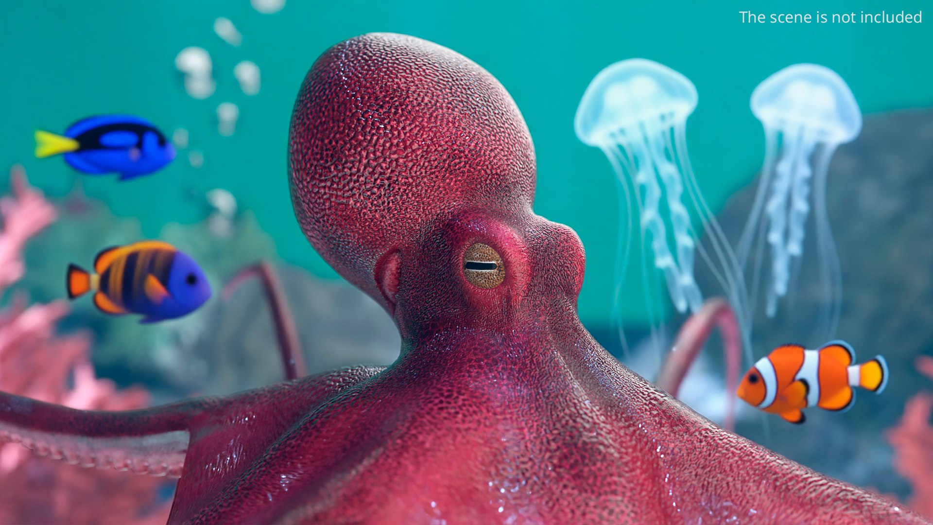 Octopus Vulgaris Rigged For Blender 3D Model - TurboSquid 2519954