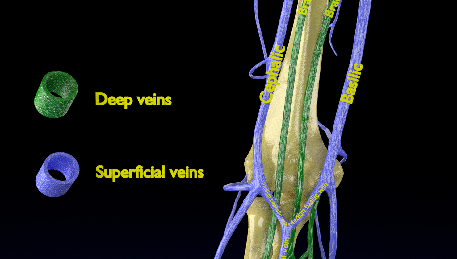 Veins venous drainage upper model - TurboSquid 1424807