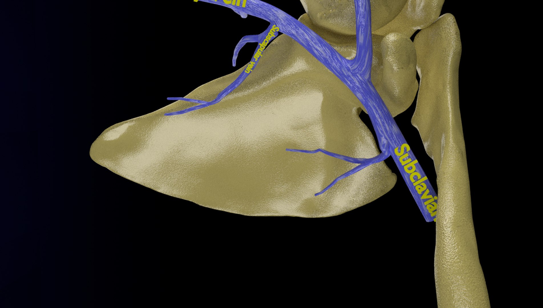 Veins venous drainage upper model - TurboSquid 1424807