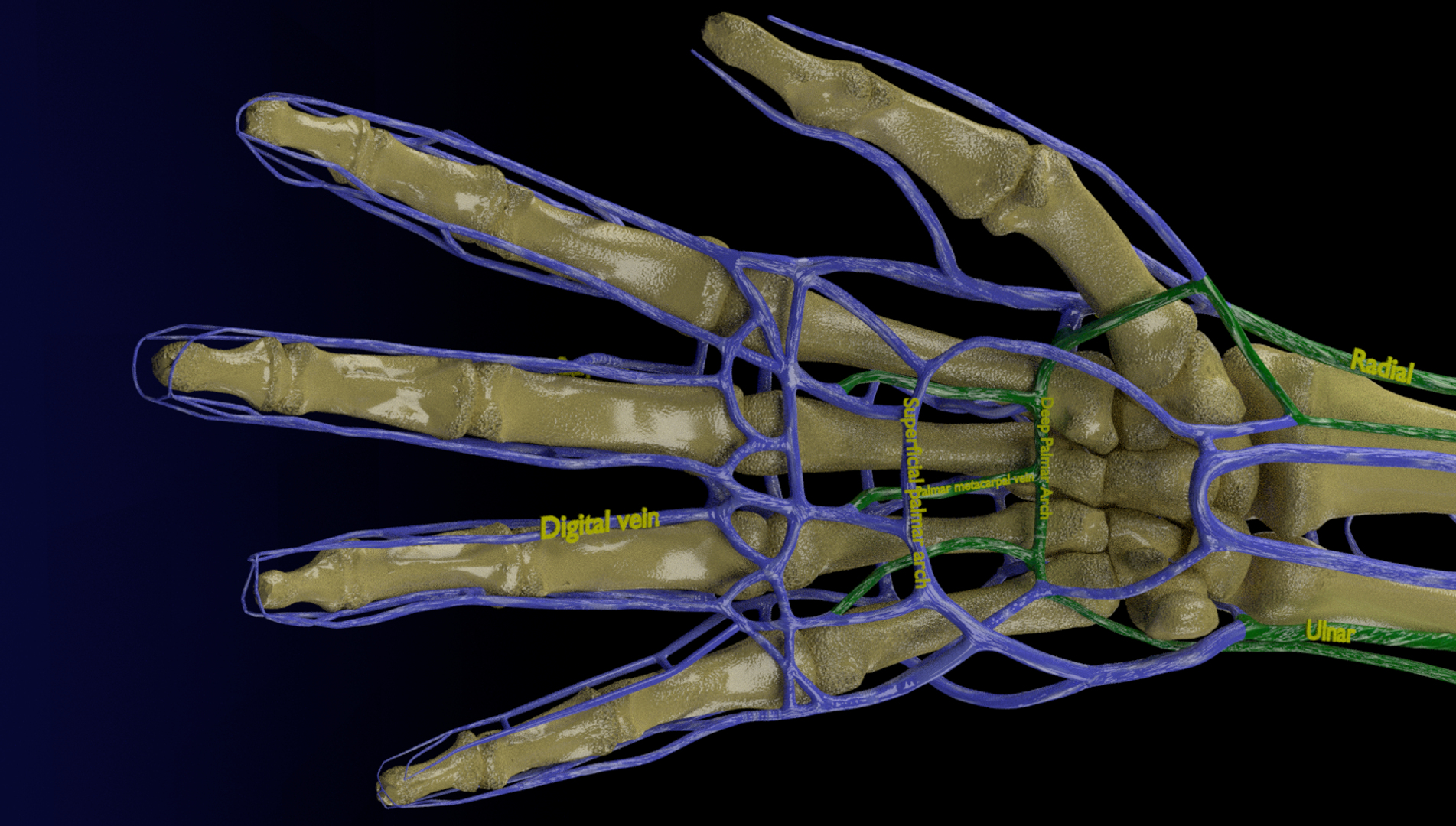 Veins venous drainage upper model - TurboSquid 1424807