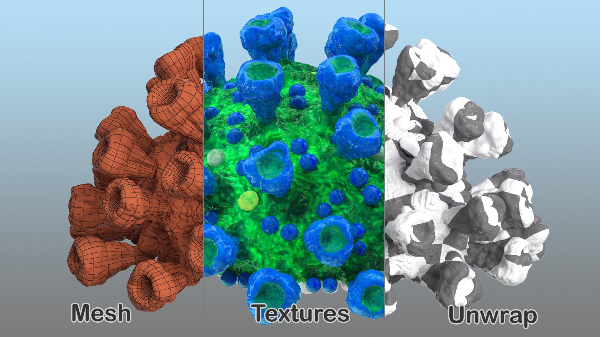 3D coronavirus mers-cov cross section model - TurboSquid 1519017
