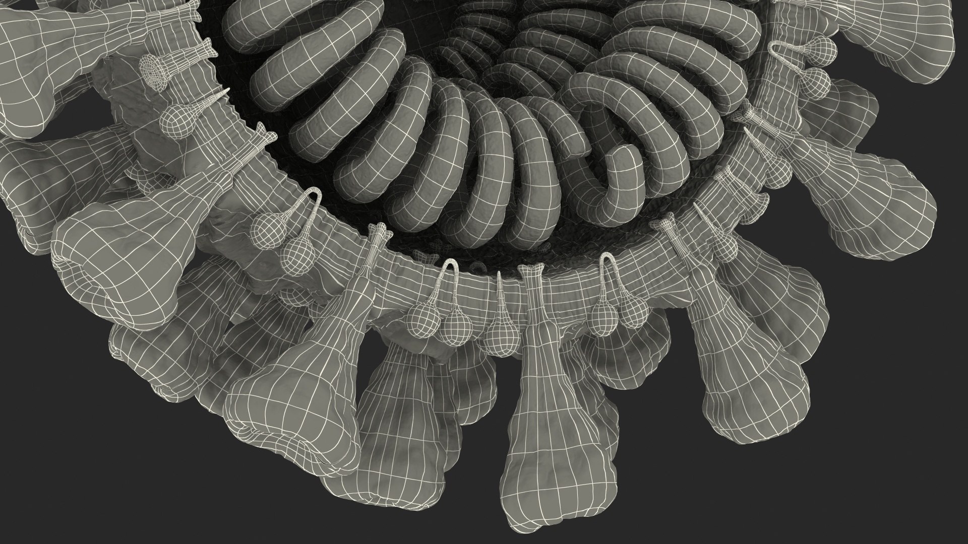 3D coronavirus mers-cov cross section model - TurboSquid 1519017