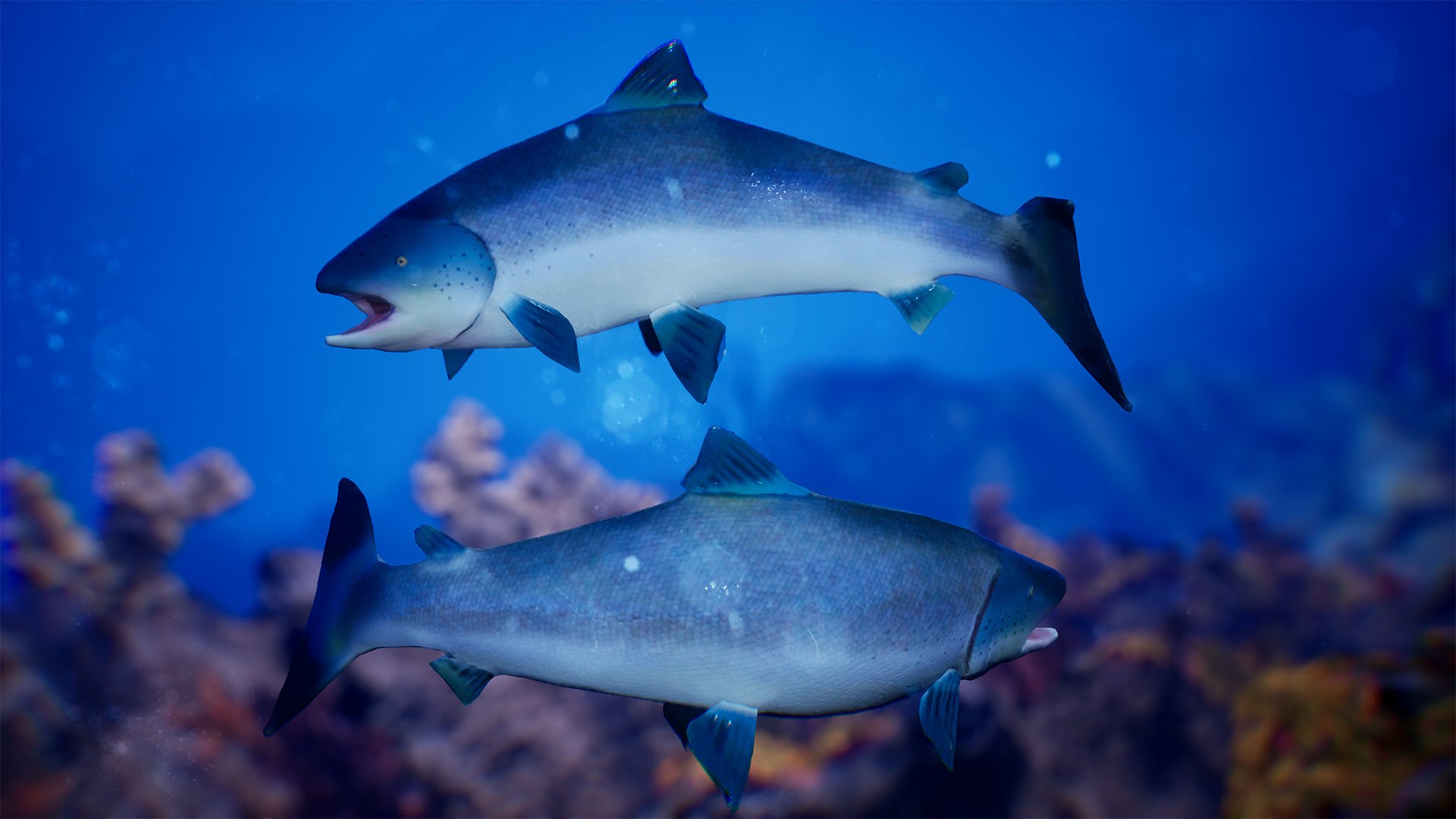Sea Animals 12 Meshes 3D Model - TurboSquid 2109585