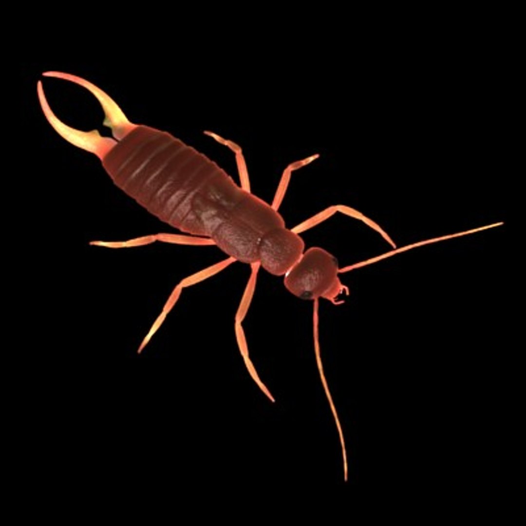Forficula Auricularia Earwig 3d Model