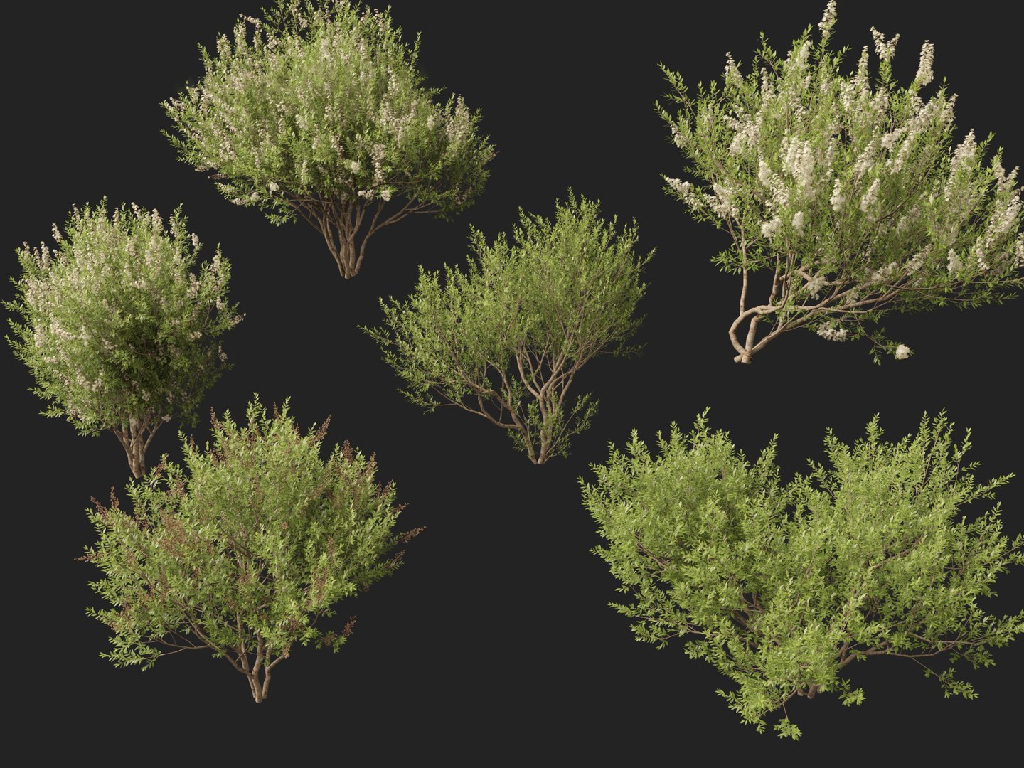 HighpolyLow Poly Lawsonia Inermis - Henna Tree 3D Model - TurboSquid ...