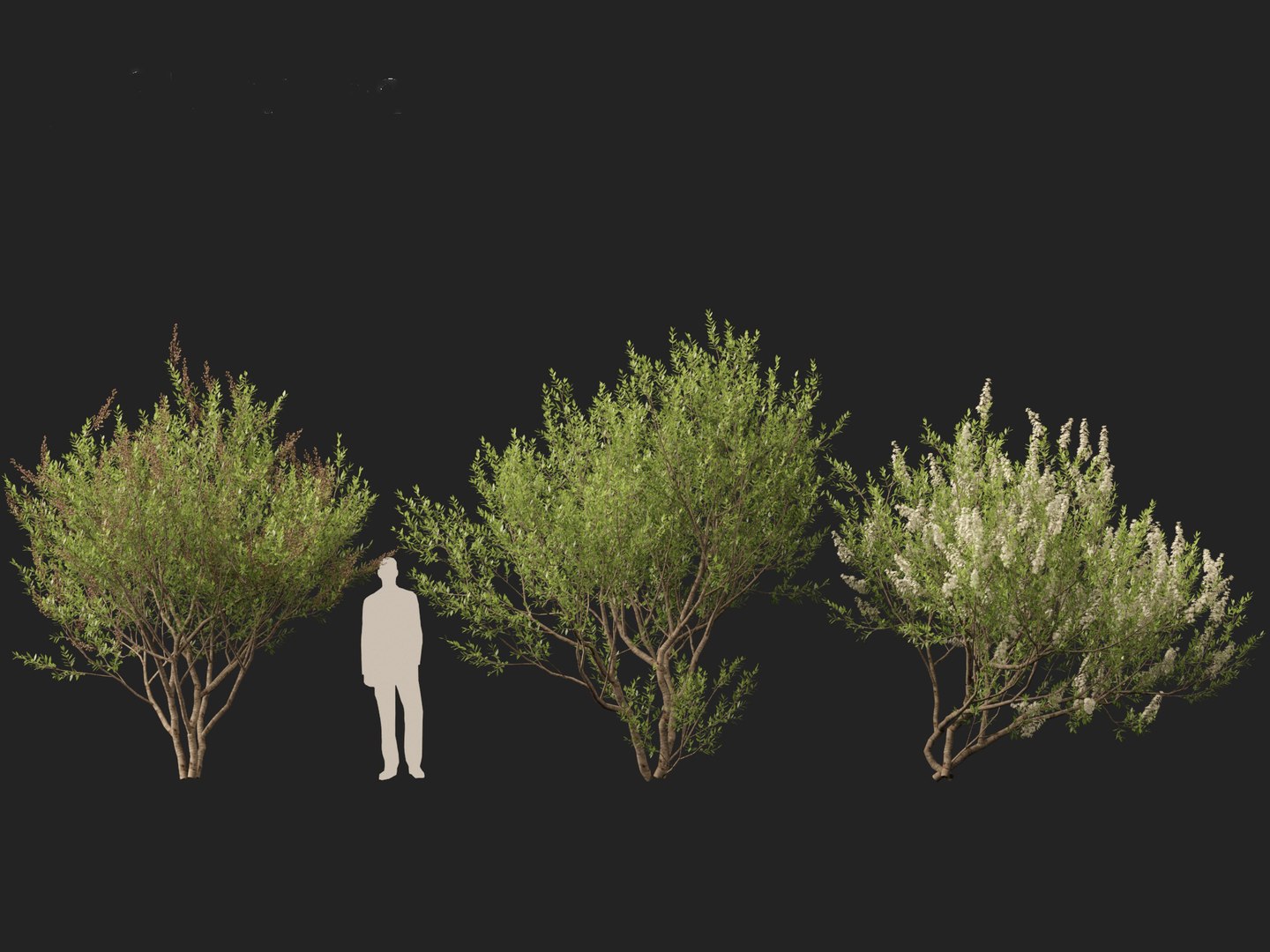 HighpolyLow Poly Lawsonia Inermis - Henna Tree 3D Model - TurboSquid ...