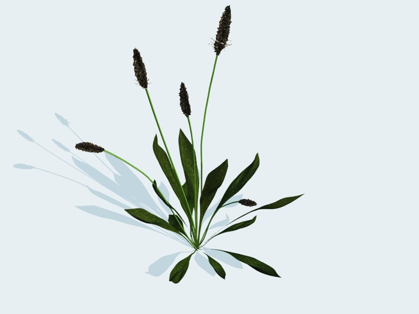 Ribwort Vue Reassembled Vue