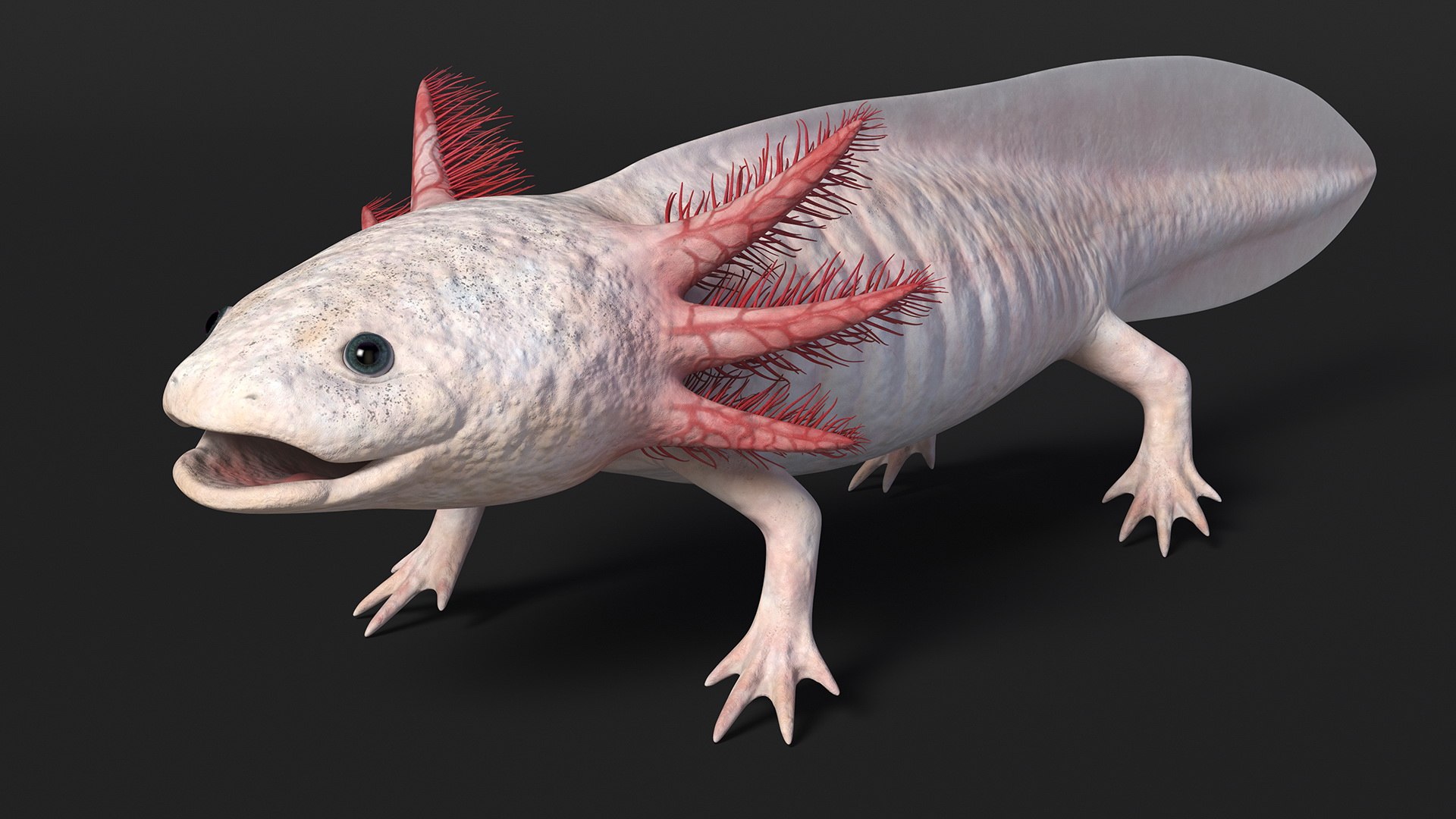 3D Model Axolotl Albino Rigged For Maya - TurboSquid 2248257