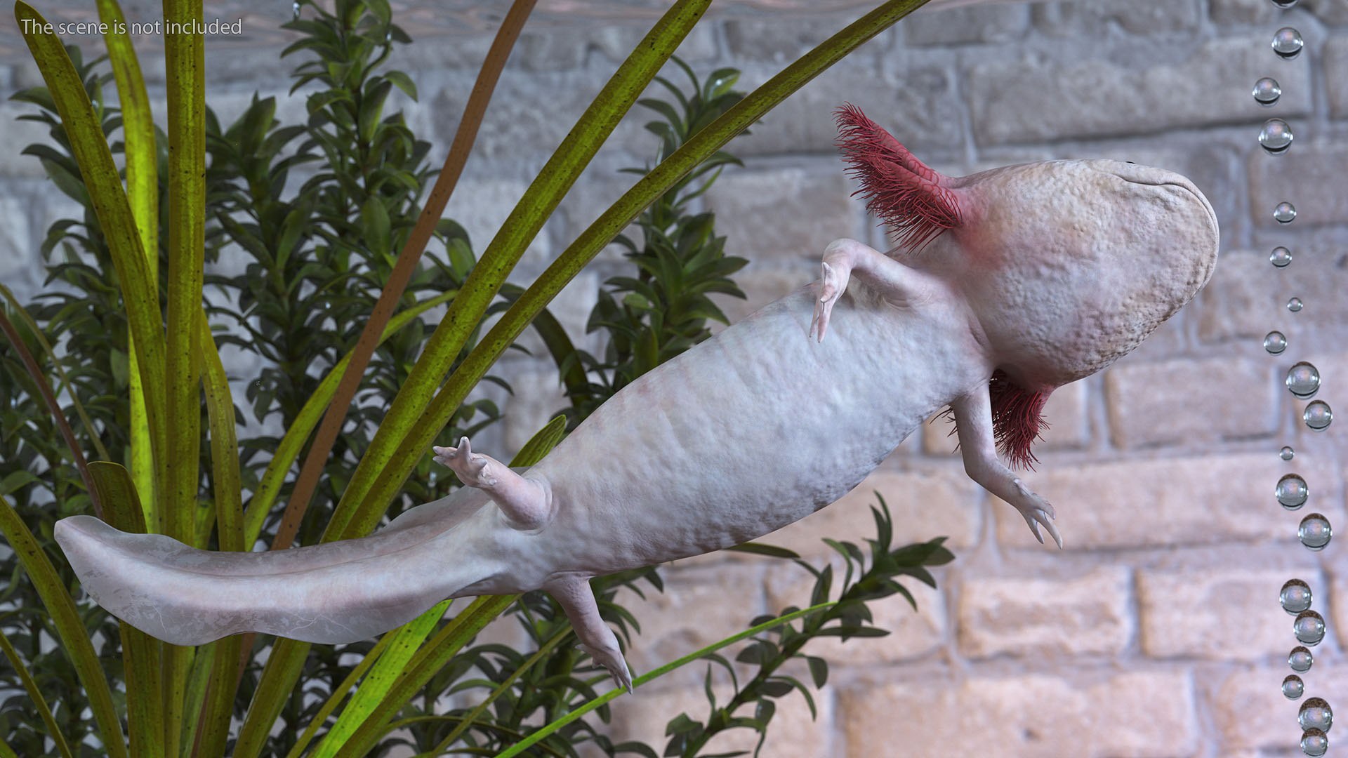 3D Model Axolotl Albino Rigged For Maya - TurboSquid 2248257