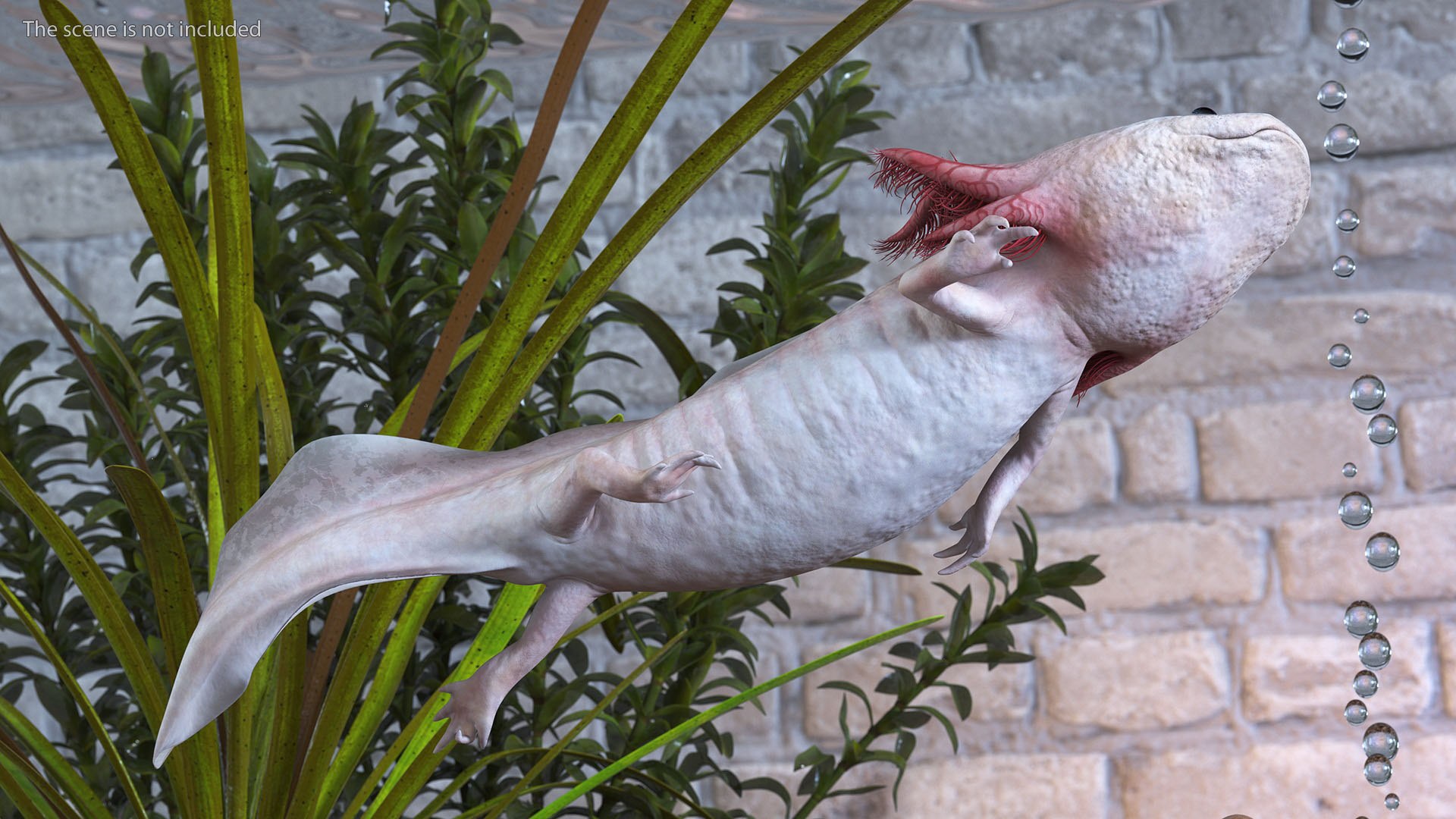 3D Model Axolotl Albino Rigged For Maya - TurboSquid 2248257