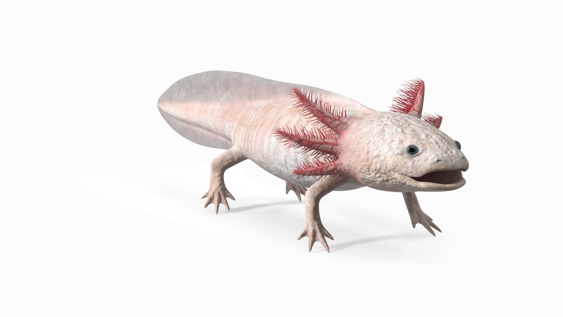 3D Model Axolotl Albino Rigged For Maya - TurboSquid 2248257