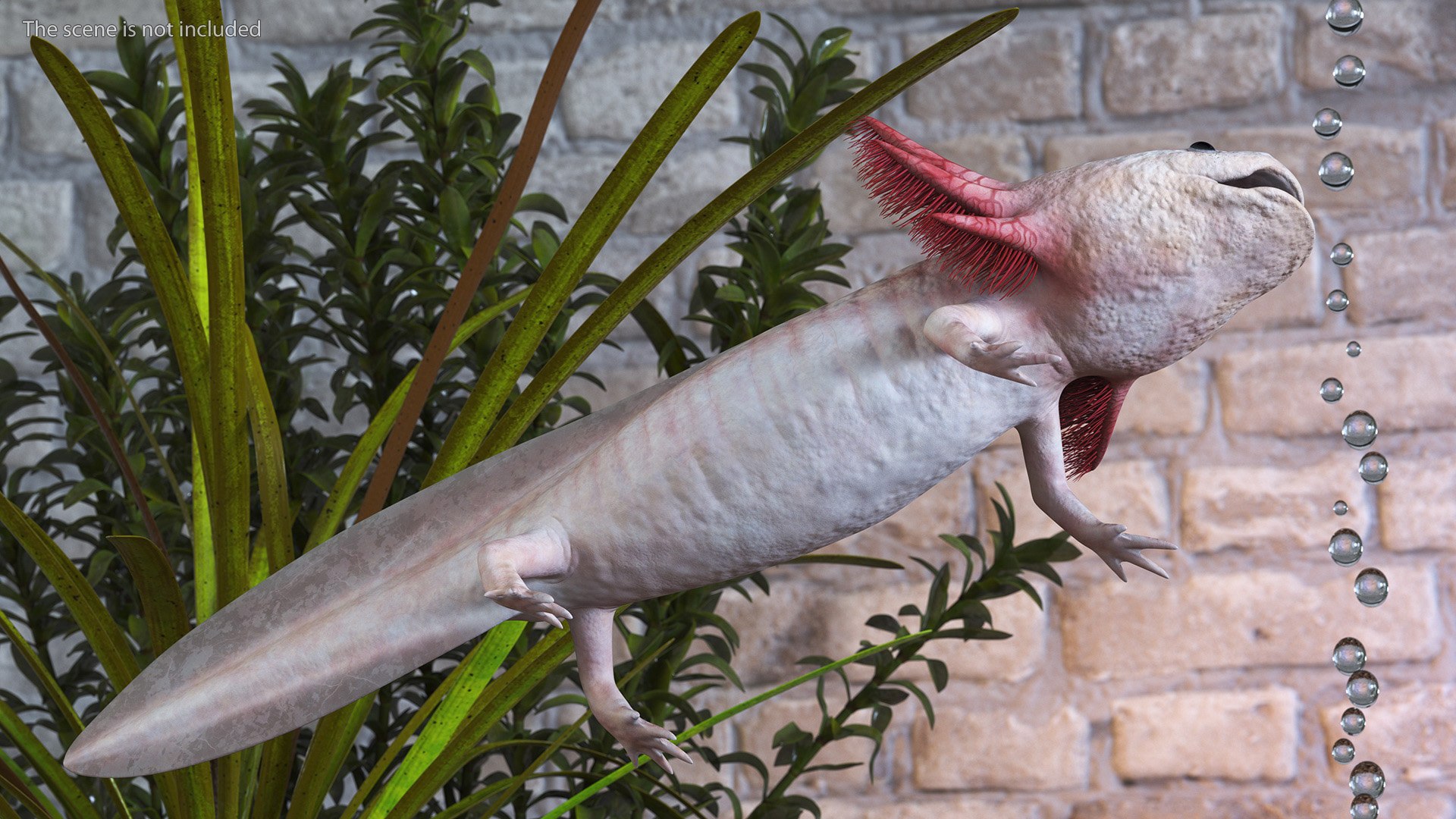 3D Model Axolotl Albino Rigged For Maya - TurboSquid 2248257