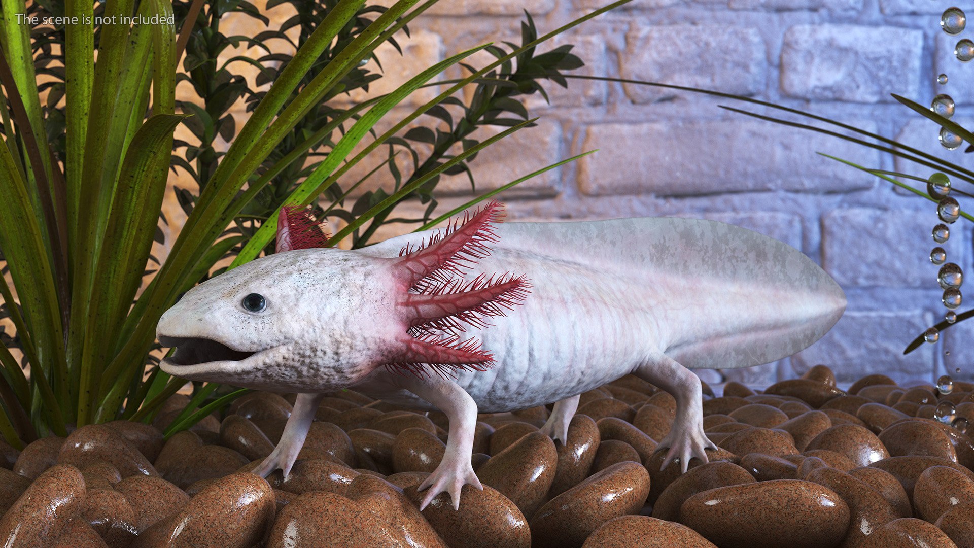 3D Model Axolotl Albino Rigged For Maya - TurboSquid 2248257