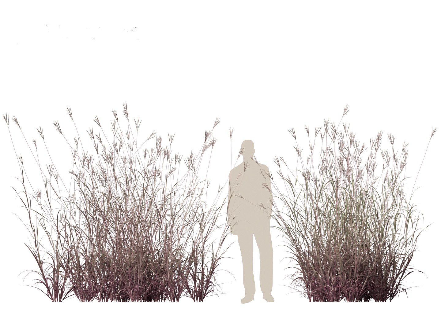 Andropogon Gerardii Big Bluestem Grass 01 3d Model Turbosquid 2148366