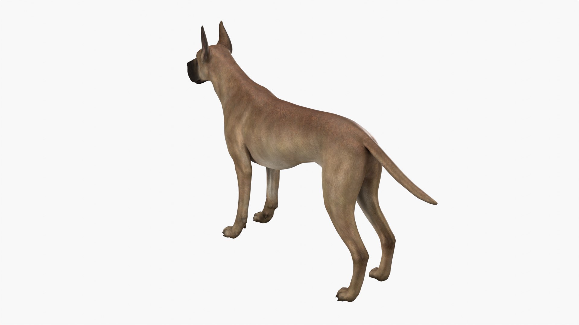 3D model Great Dane - TurboSquid 2061232