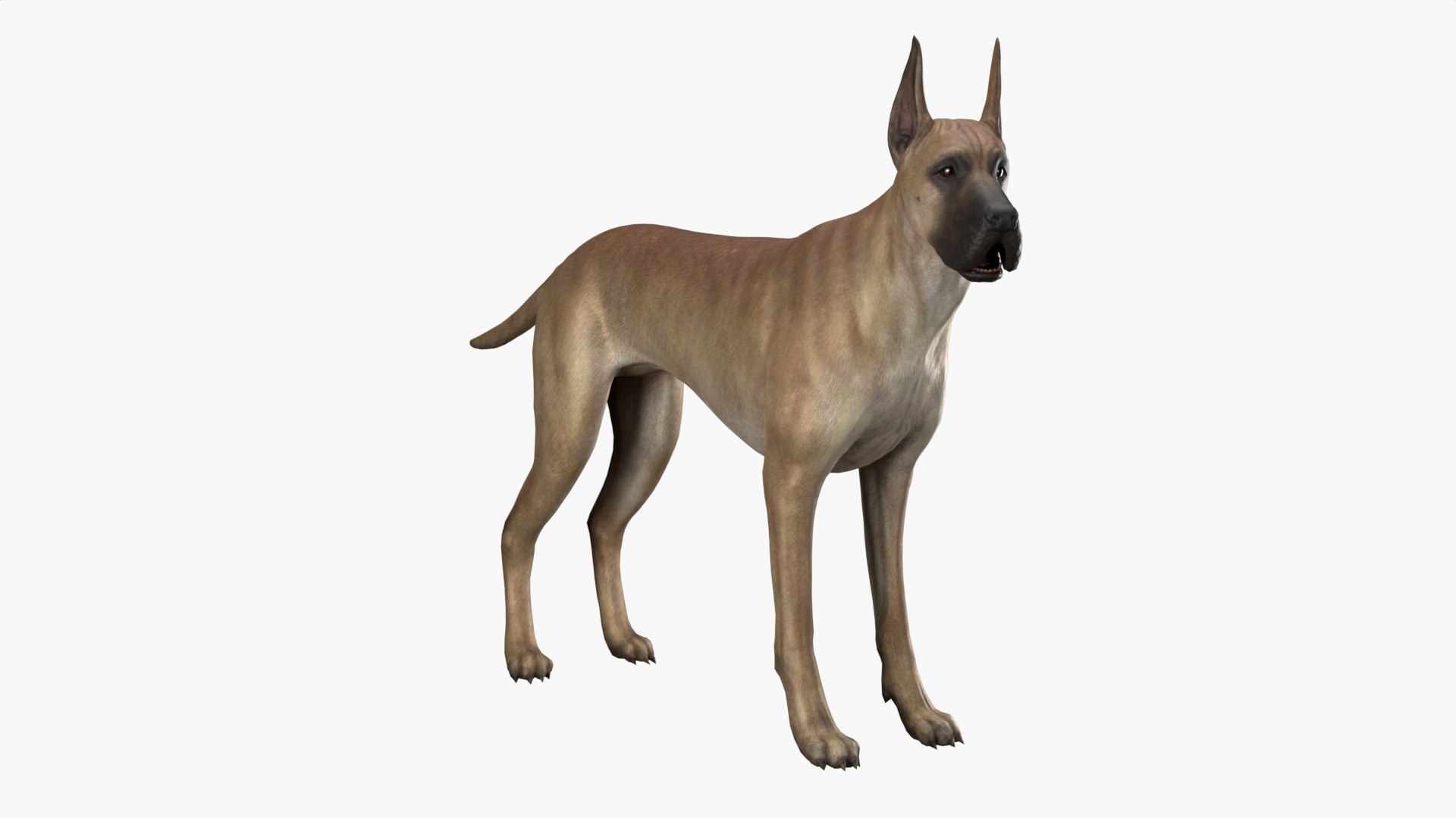 3D model Great Dane - TurboSquid 2061232
