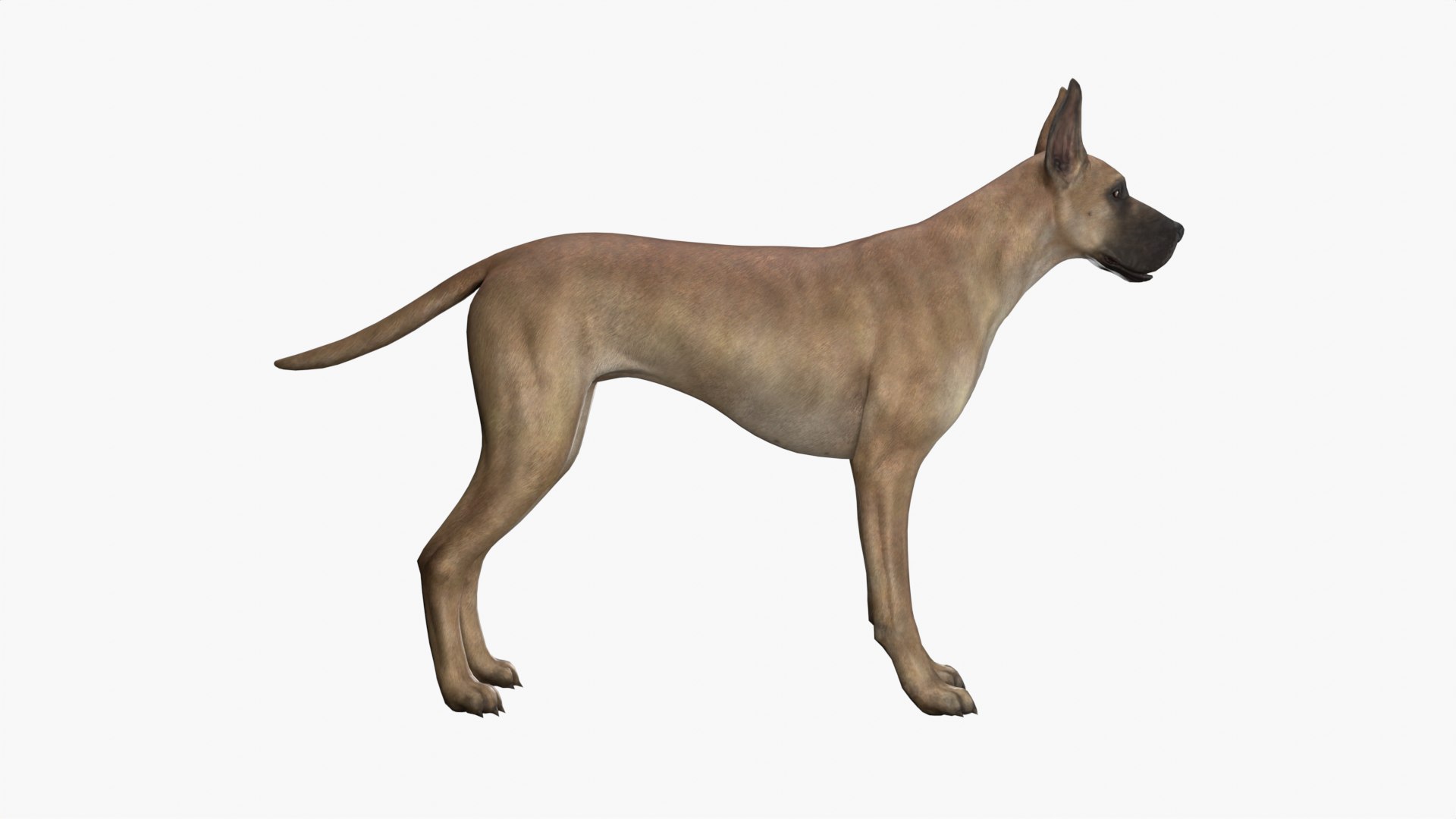 3D model Great Dane - TurboSquid 2061232