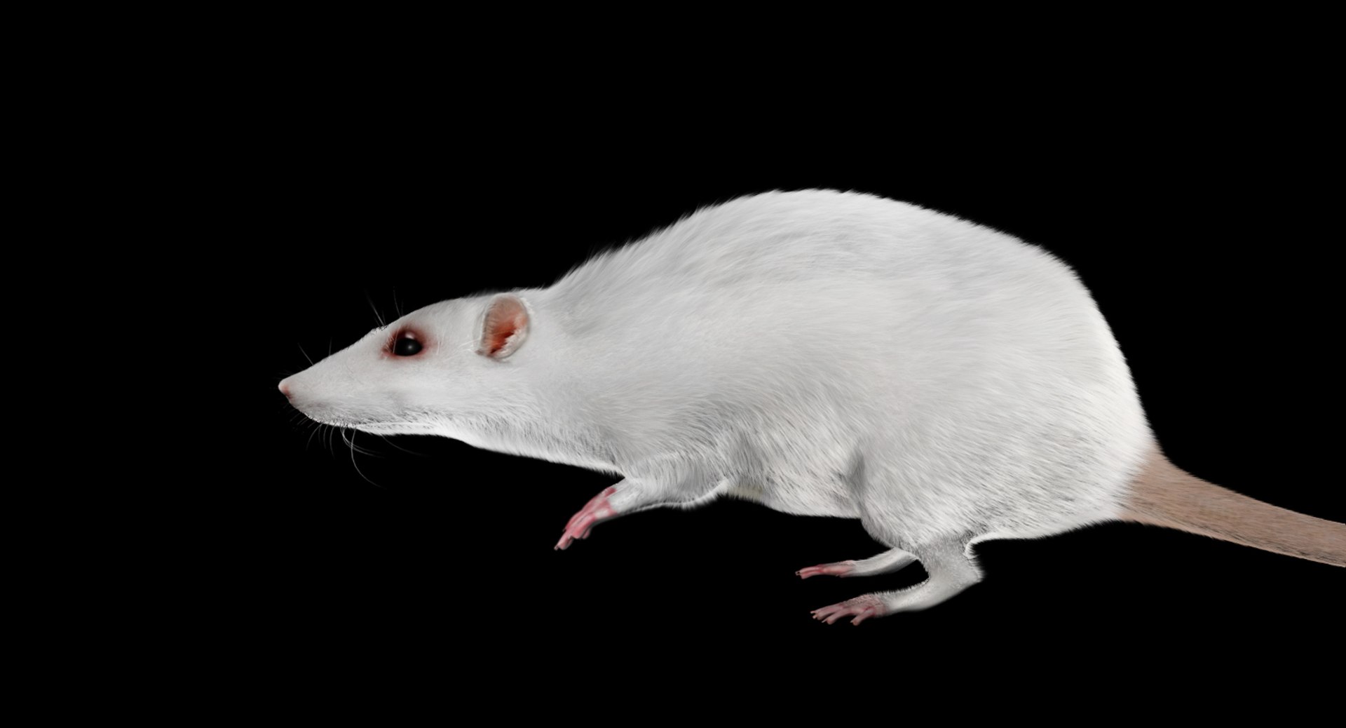 Rat Model - TurboSquid 1437254