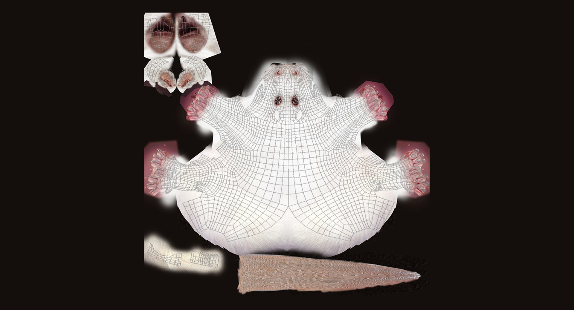 Rat Model - TurboSquid 1437254