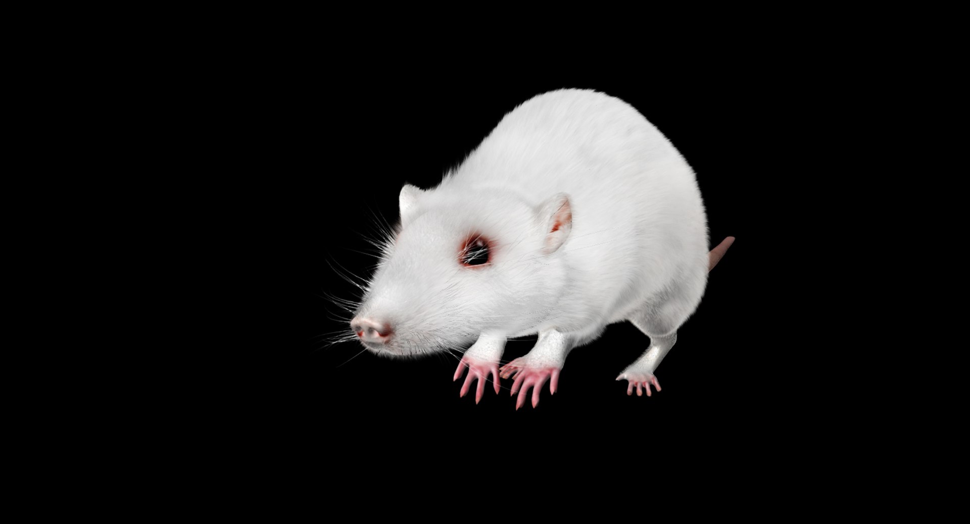 Rat Model - TurboSquid 1437254