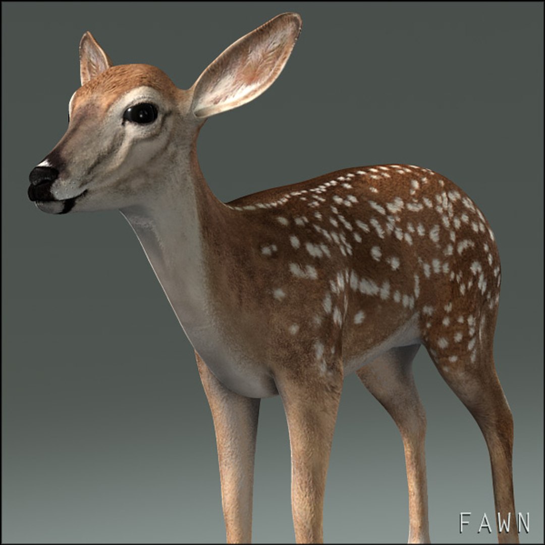 fawn animation 3d model