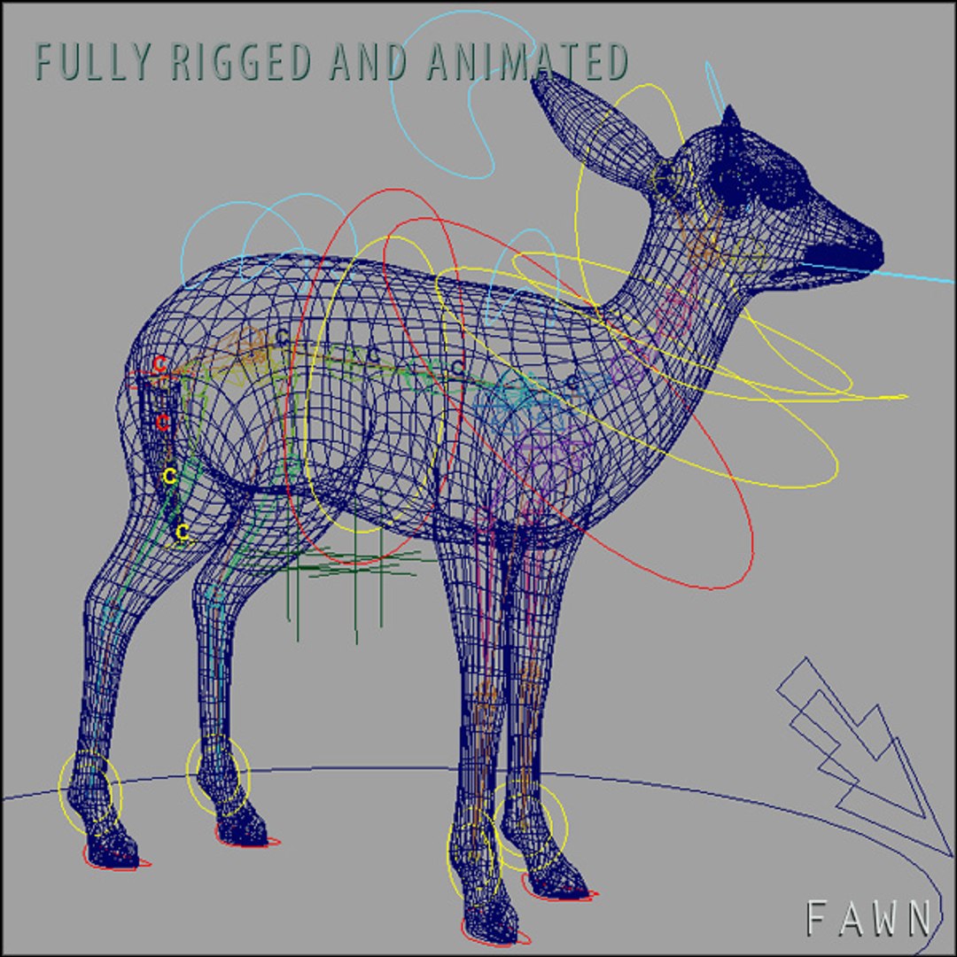 fawn animation 3d model