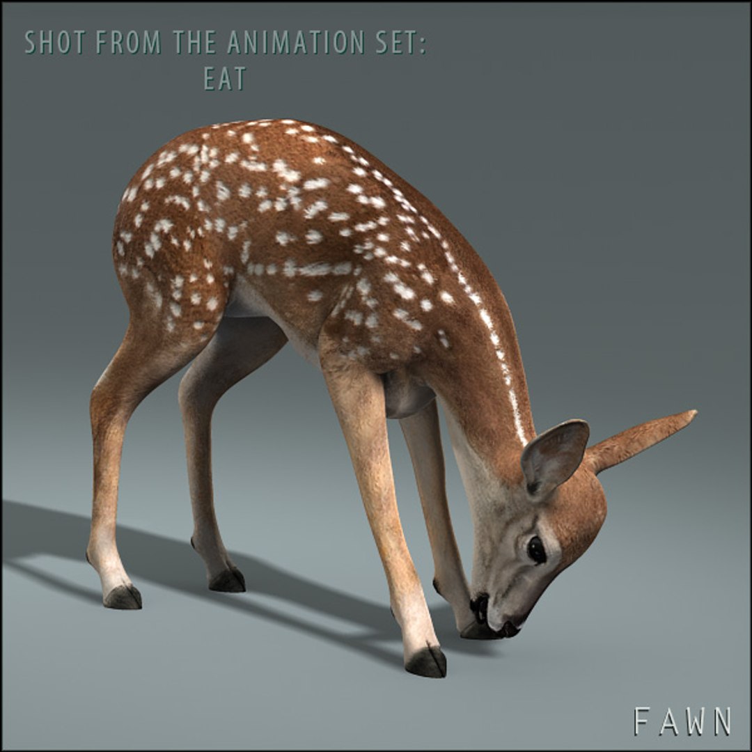 Fawn Animation 3d Model