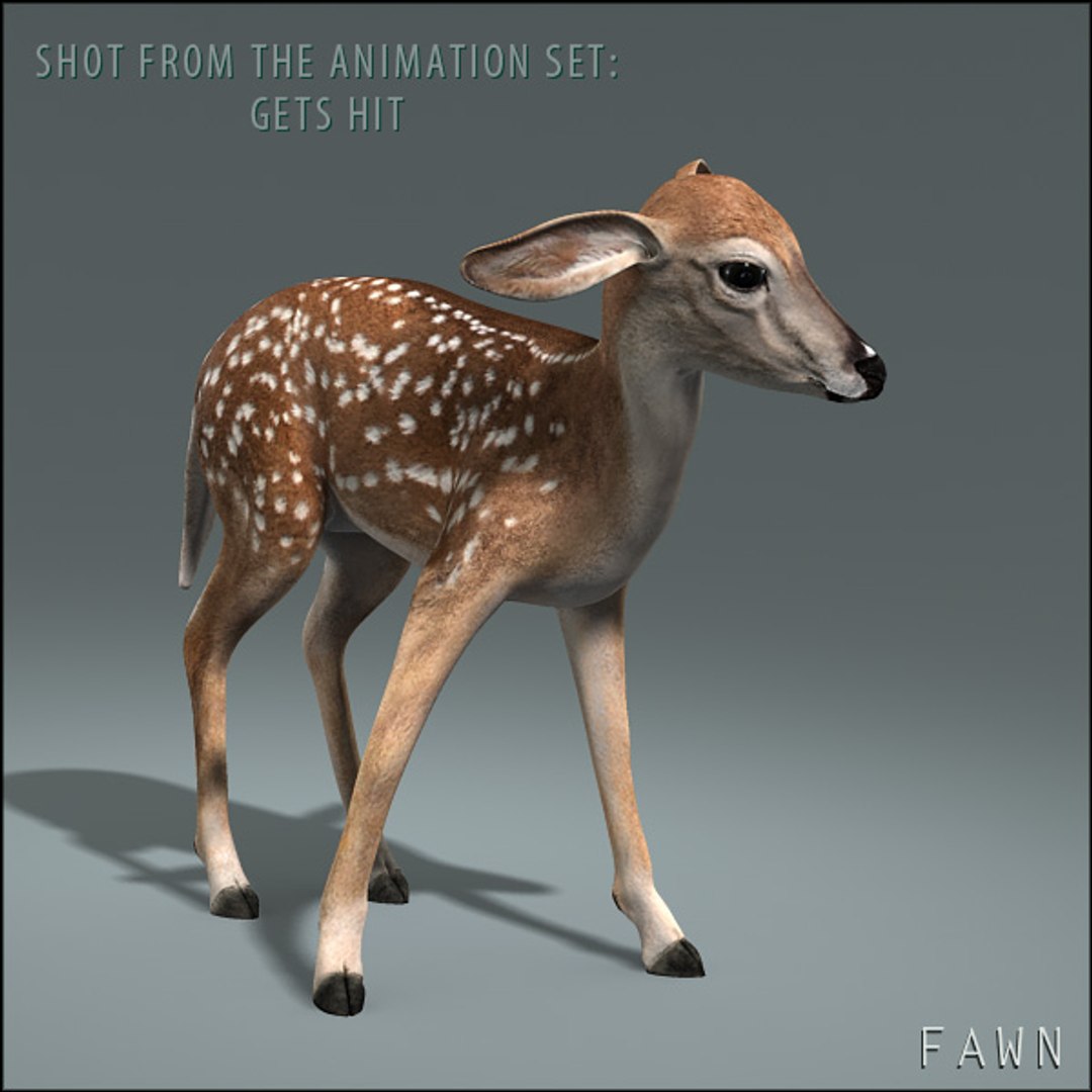 fawn animation 3d model