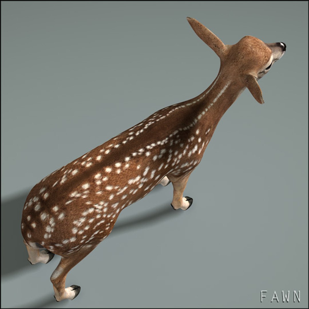 fawn animation 3d model