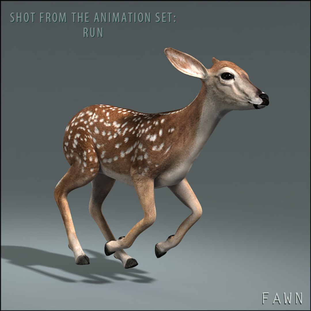 fawn animation 3d model