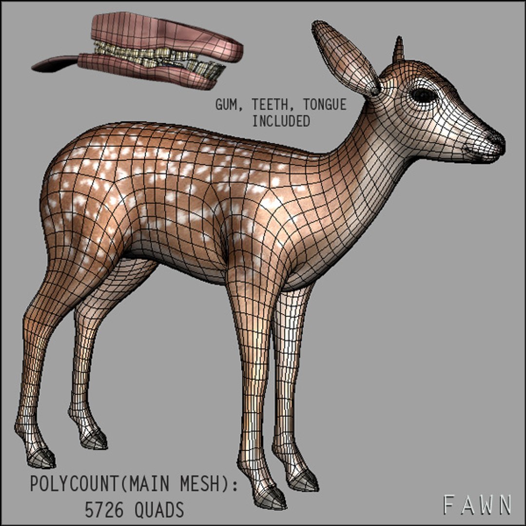 fawn animation 3d model