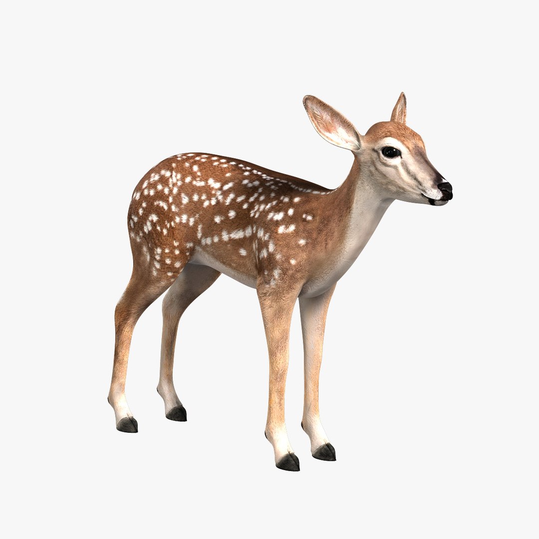 Fawn Animation 3d Model