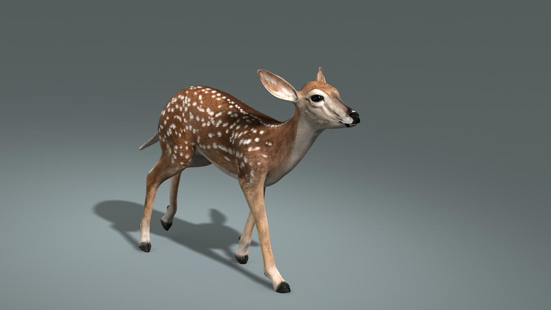 fawn animation 3d model