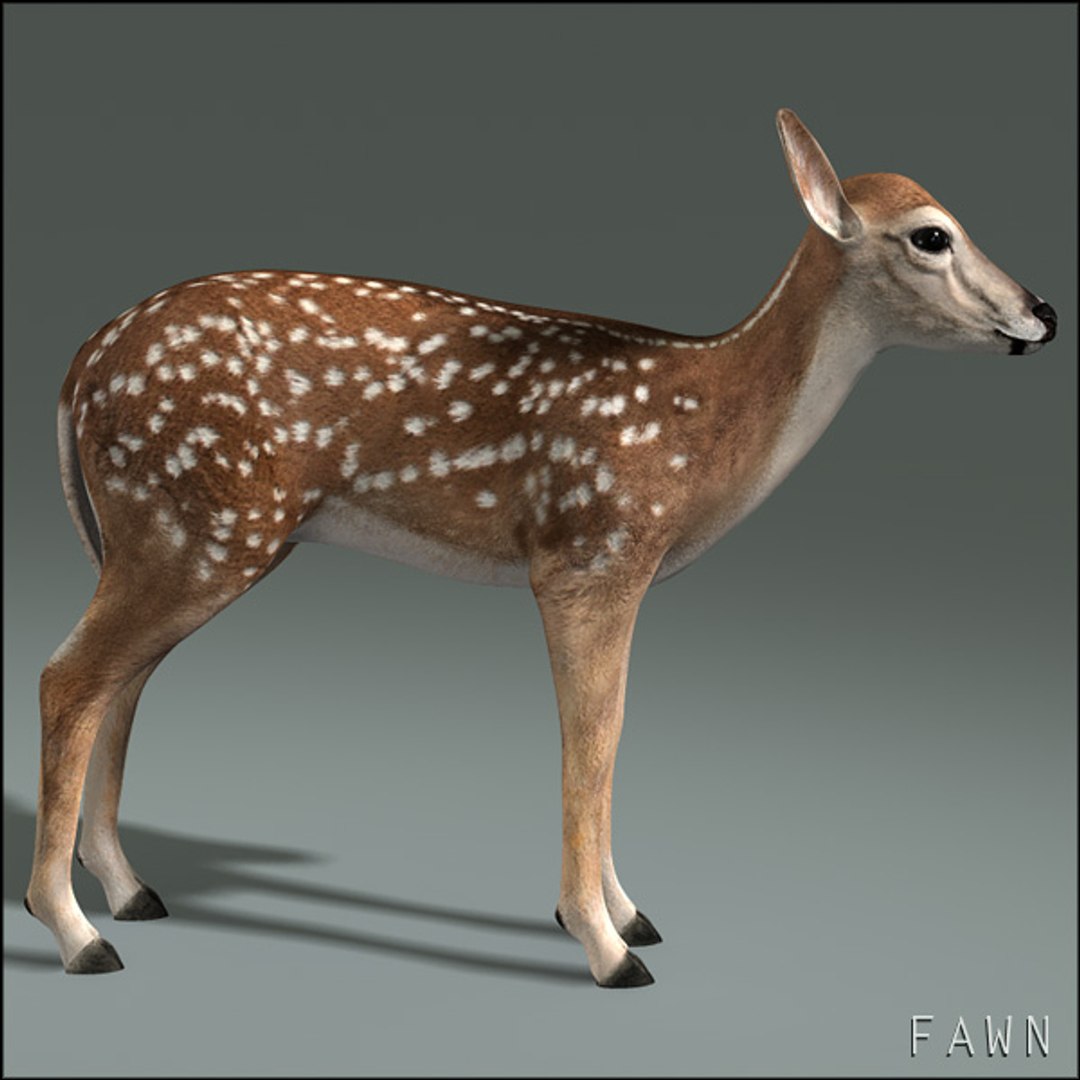 fawn animation 3d model