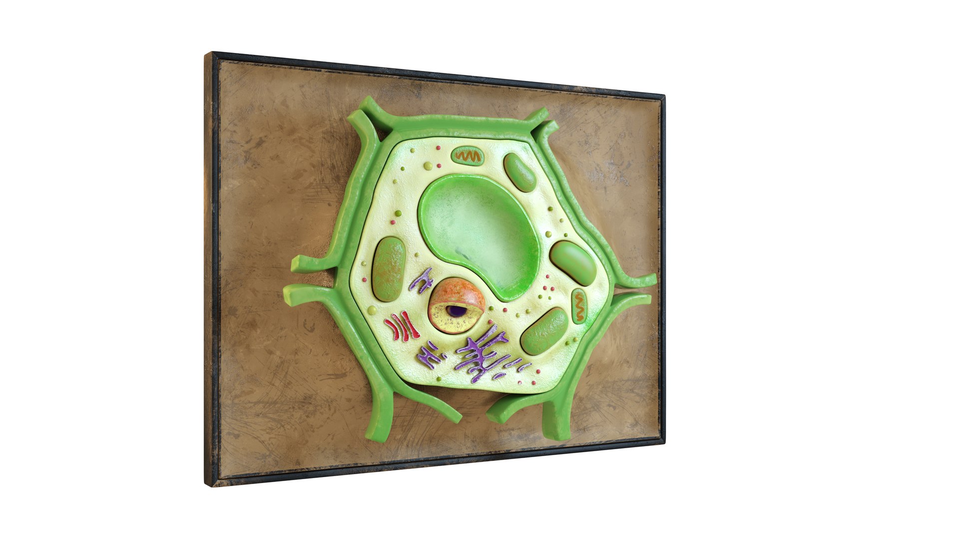 3D Plant Cell Model - TurboSquid 1739907