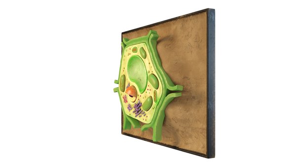3D Plant Cell Model - TurboSquid 1739907
