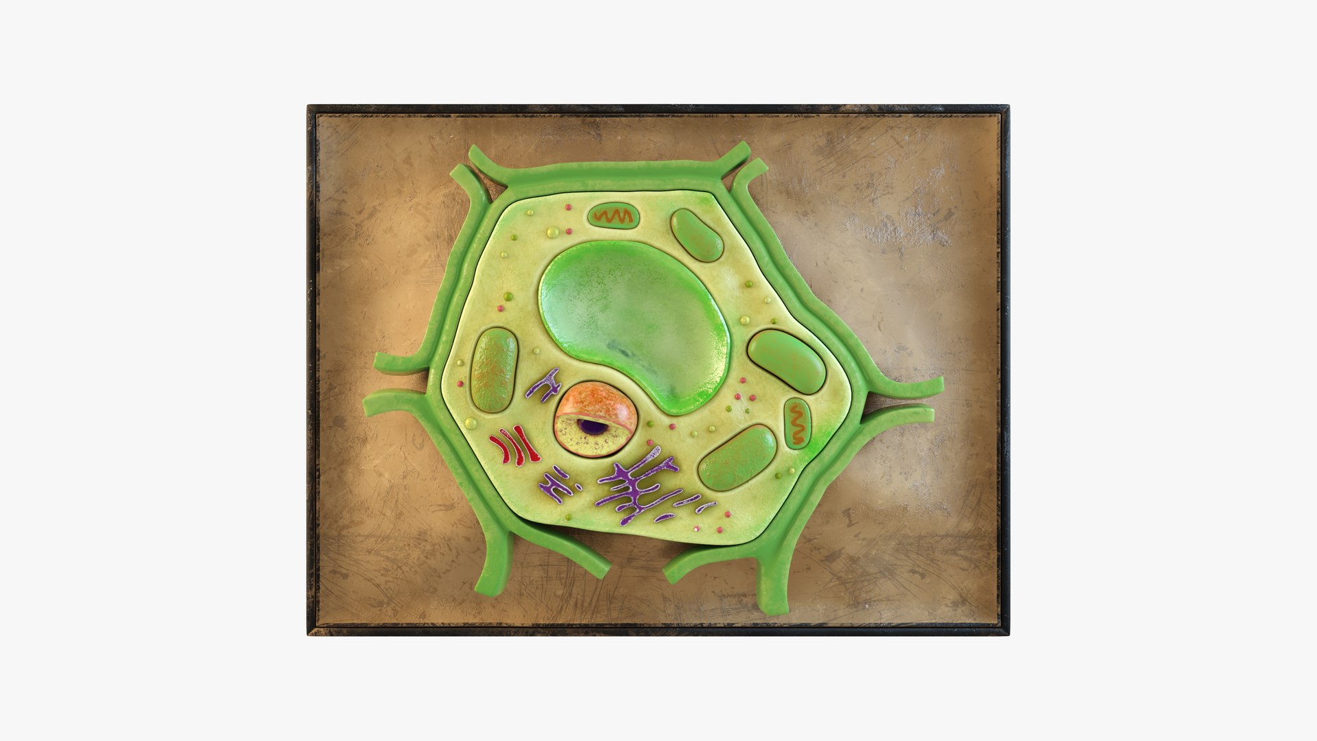 3D Plant Cell Model - TurboSquid 1739907