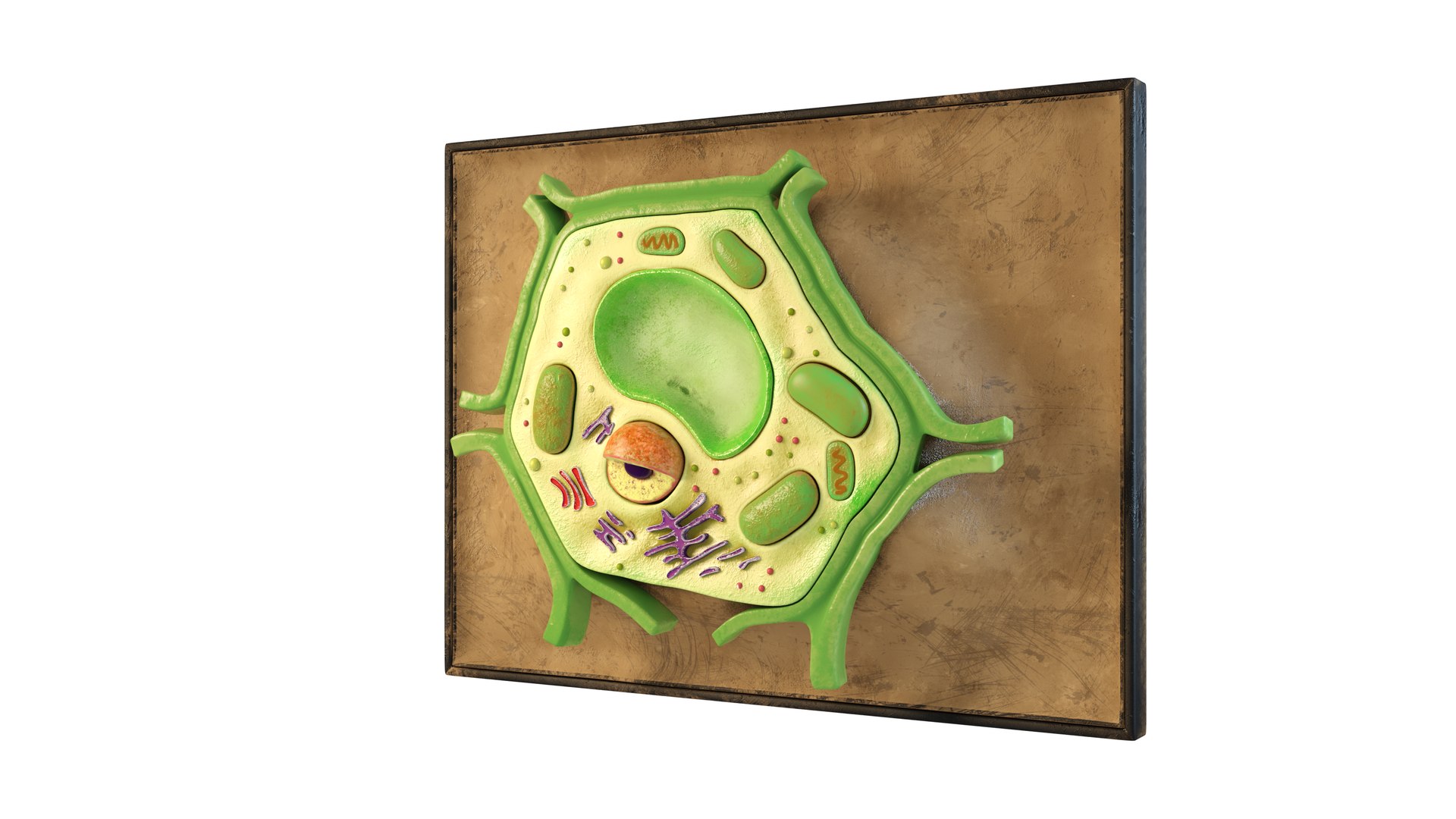 3D Plant Cell Model - TurboSquid 1739907