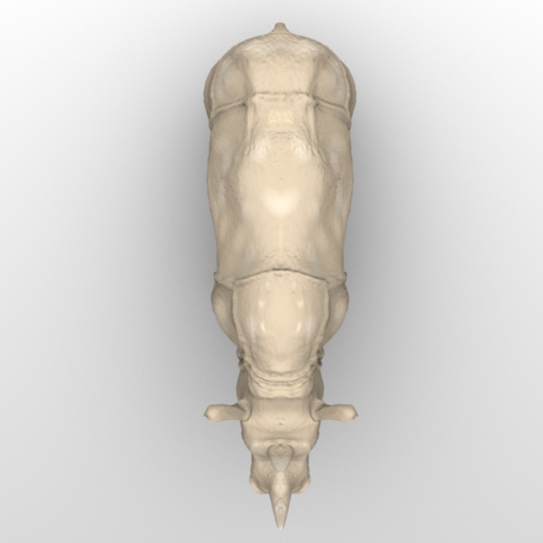 Rhino Rhinoceros C4d