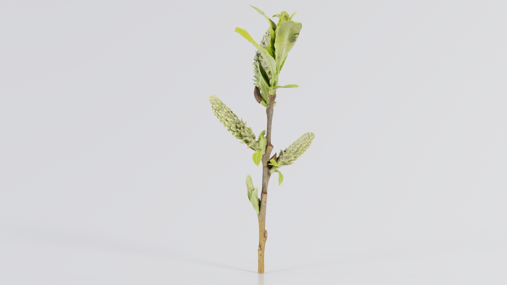 Salix Hastata Halberd Willow Salicaceae Sprout Remastered 3D Model - TurboSquid 2362685