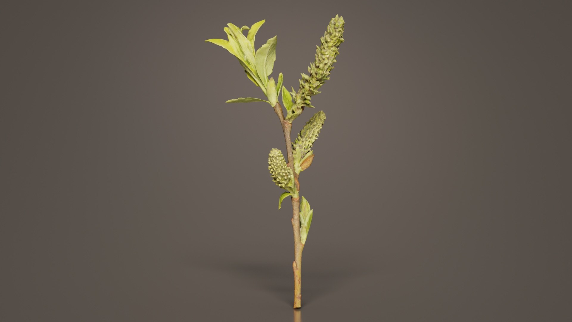 Salix Hastata Halberd Willow Salicaceae Sprout Remastered 3D Model - TurboSquid 2362685