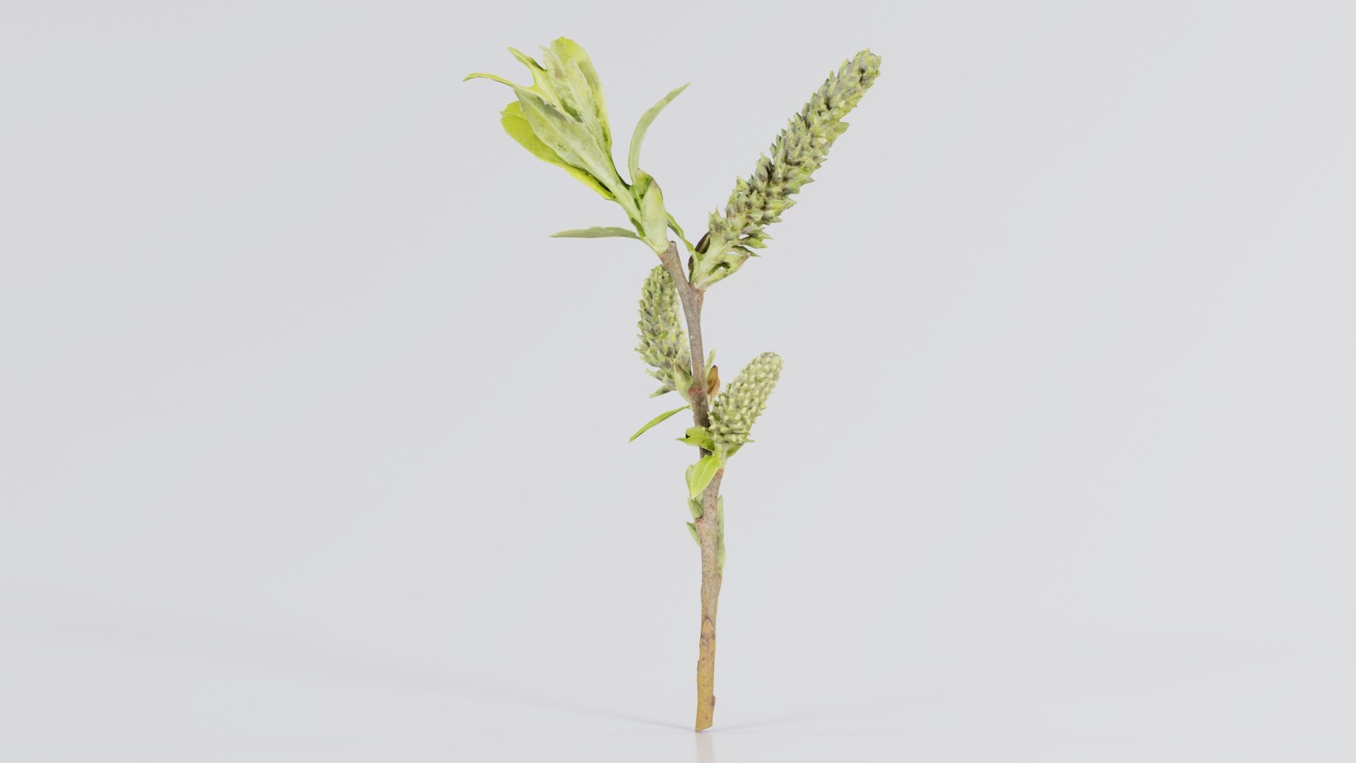 Salix Hastata Halberd Willow Salicaceae Sprout Remastered 3D Model - TurboSquid 2362685
